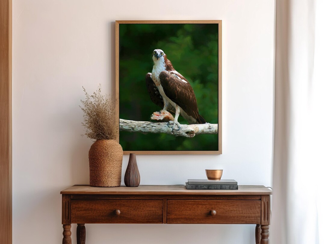 Osprey Art Print: Bird of Prey, Print or Canvas - Etsy