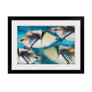 Hawaii Fish Art Print, Tropical Fish Art, Humu Picasso Triggerfish, Guy ...