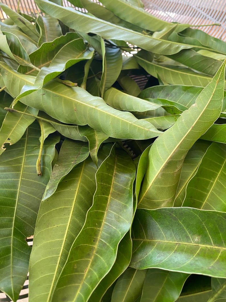 Dried Mango Leaves for Herbal Tea | Natural Mangifera Indica Leaves ...