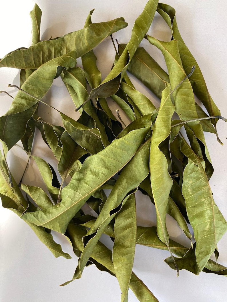 Dried Mango Leaves for Herbal Tea | Natural Mangifera Indica Leaves ...