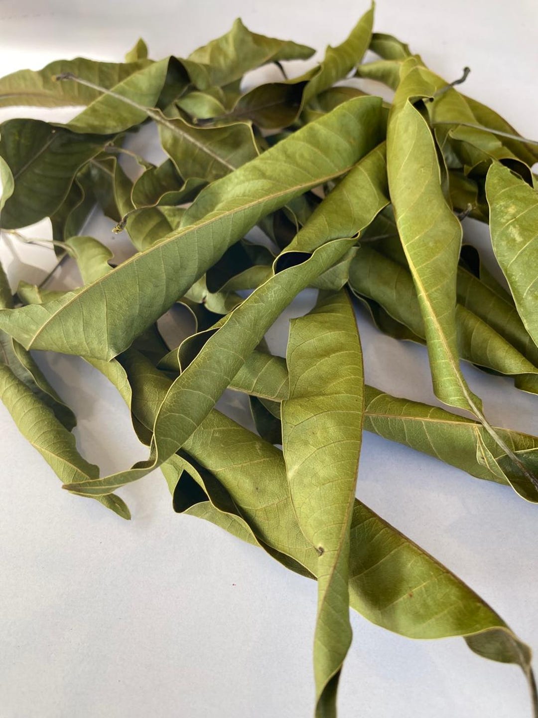 Dried Mango Leaves for Herbal Tea | Mangifera Indica Botanical ...