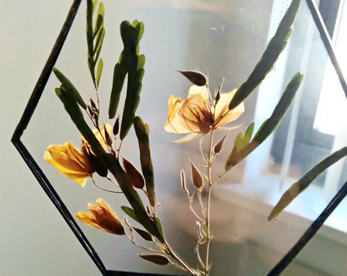 Pressed Flower Frame, Real Wildflowers Flowers, Glass Botanical Art ...