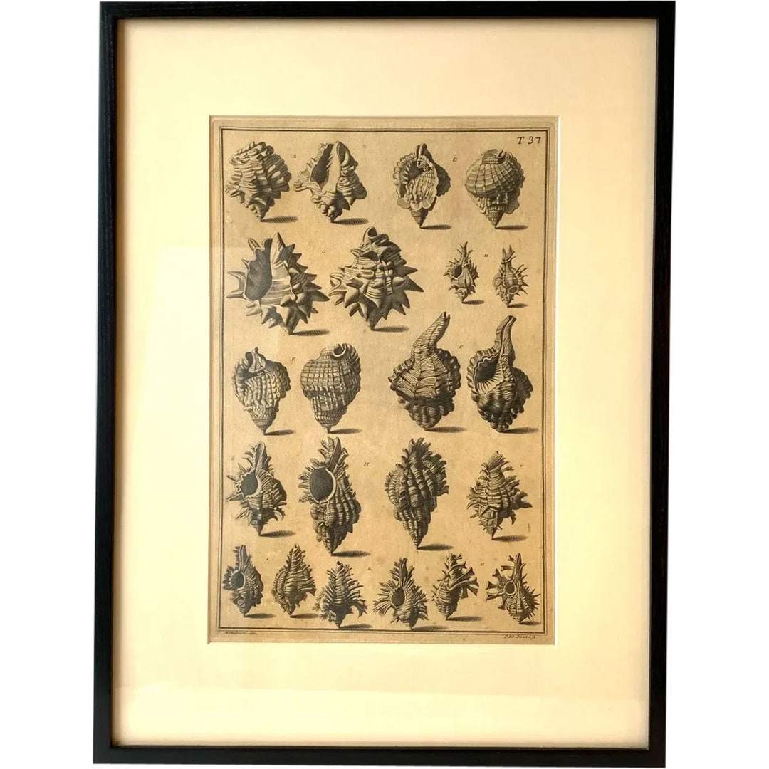 1742 Antique Italian Antonio Pazzi After GIUSEPPE MENABUONI Engraving ...
