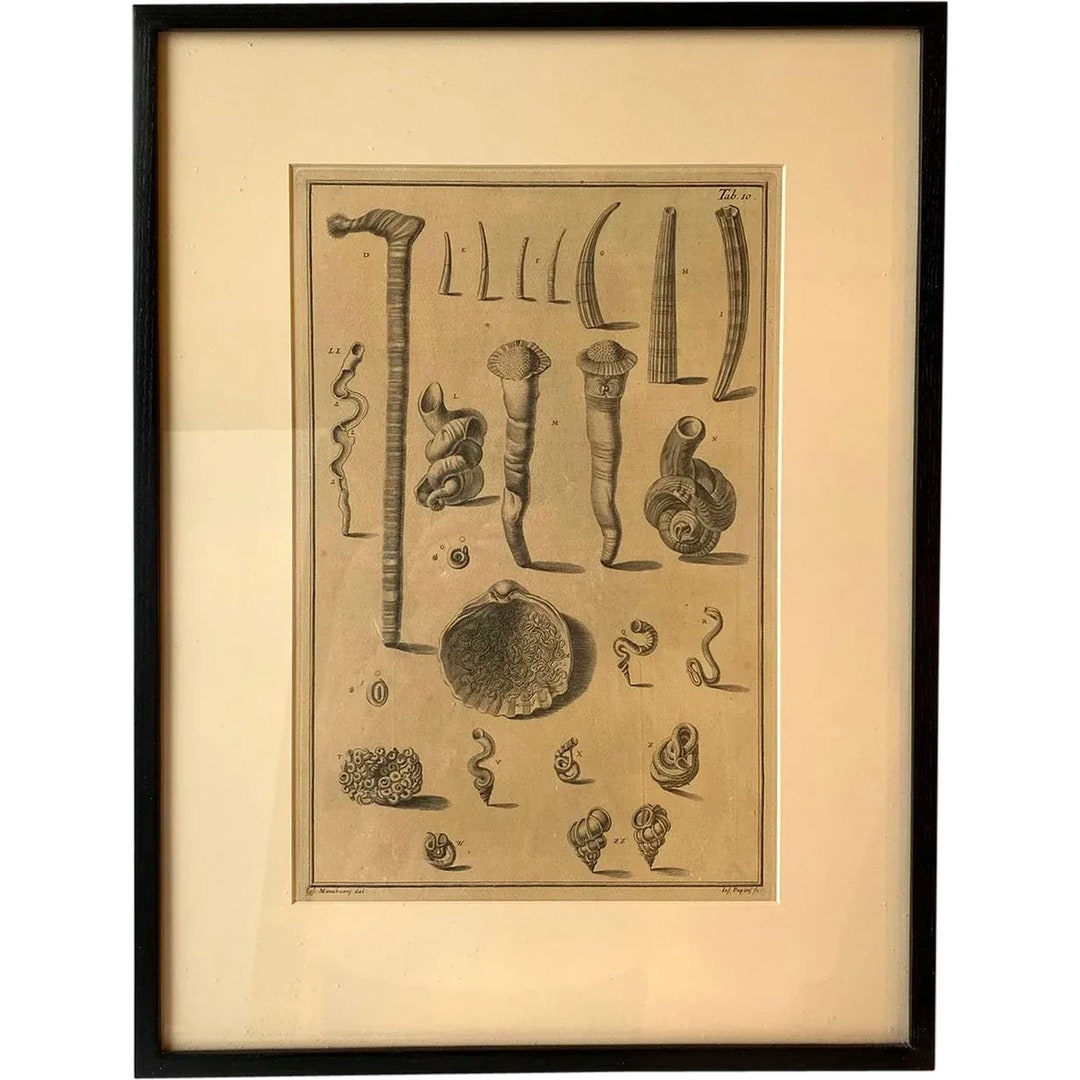 1742 Antique Italian Antonio Pazzi After GIUSEPPE MENABUONI Engraving ...