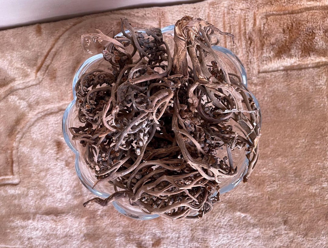 Flower of Maryam Palm of Mary Moroccan Natural Dried Herb [ عشبة كف ...