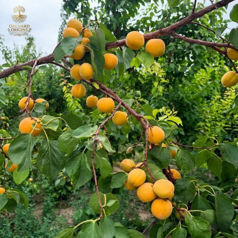 Emperor Apricot Tree Sapling – Sweet Fruit Plant, Bare Root, Easy Grow ...