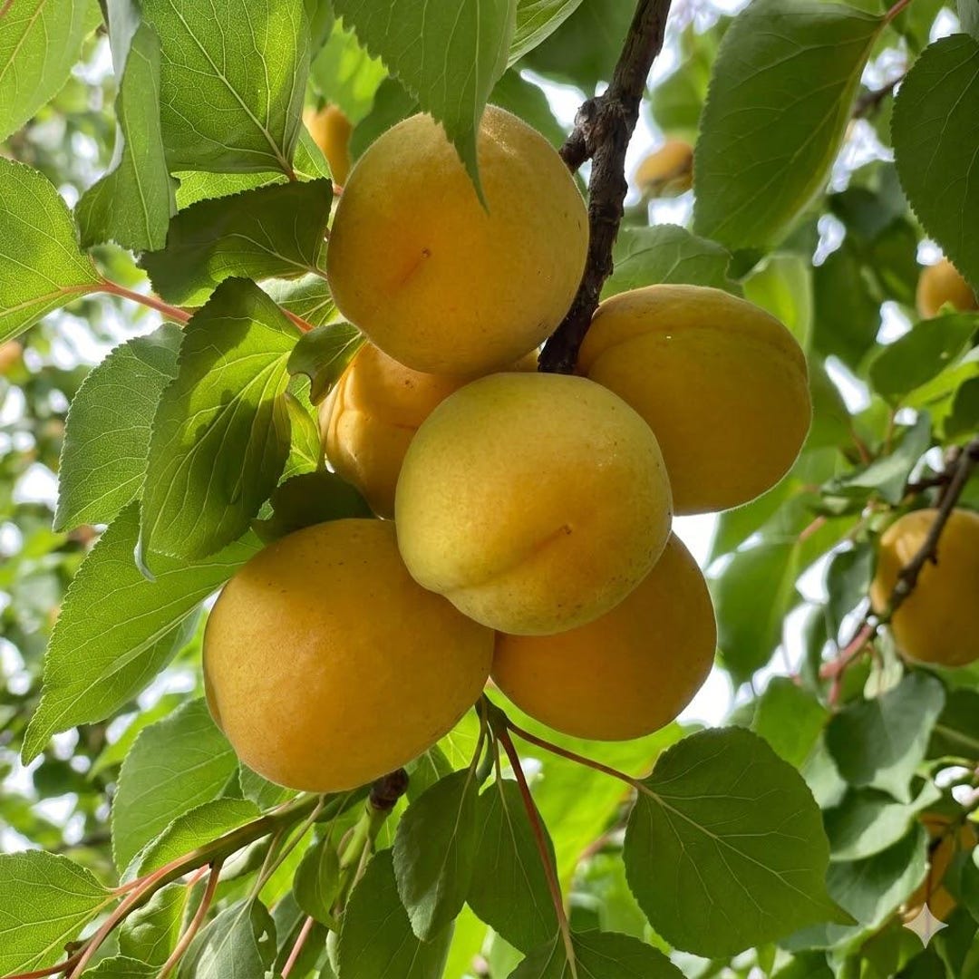 Emperor Apricot Tree Sapling – Sweet Fruit Plant, Bare Root, Easy Grow ...