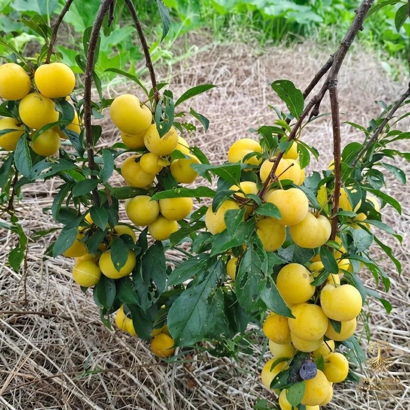 Chinese Tang Tree - Etsy