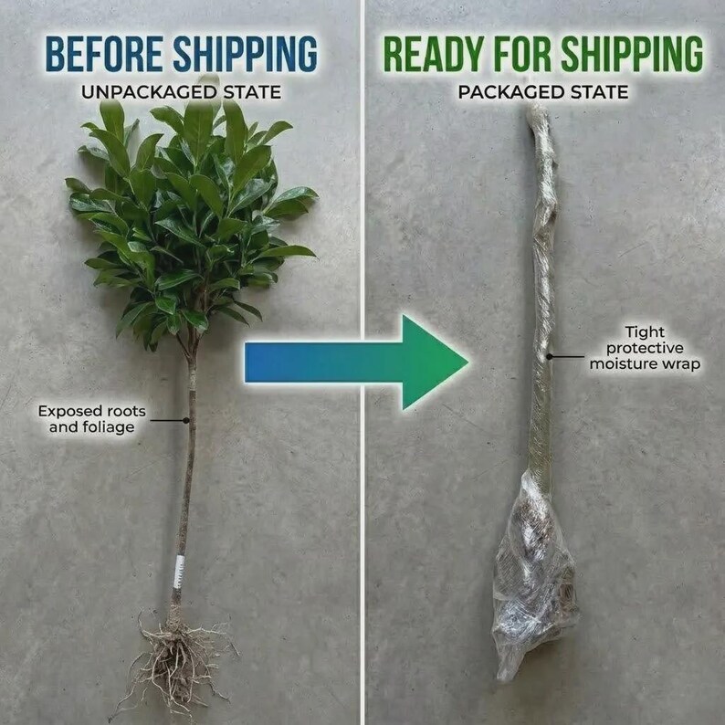 Emperor Apricot Tree Sapling – Sweet Fruit Plant, Bare Root, Easy Grow ...