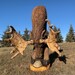 Bull Moose Chainsaw Carving With Barbed Wire Tangled in Antlers Wood ...