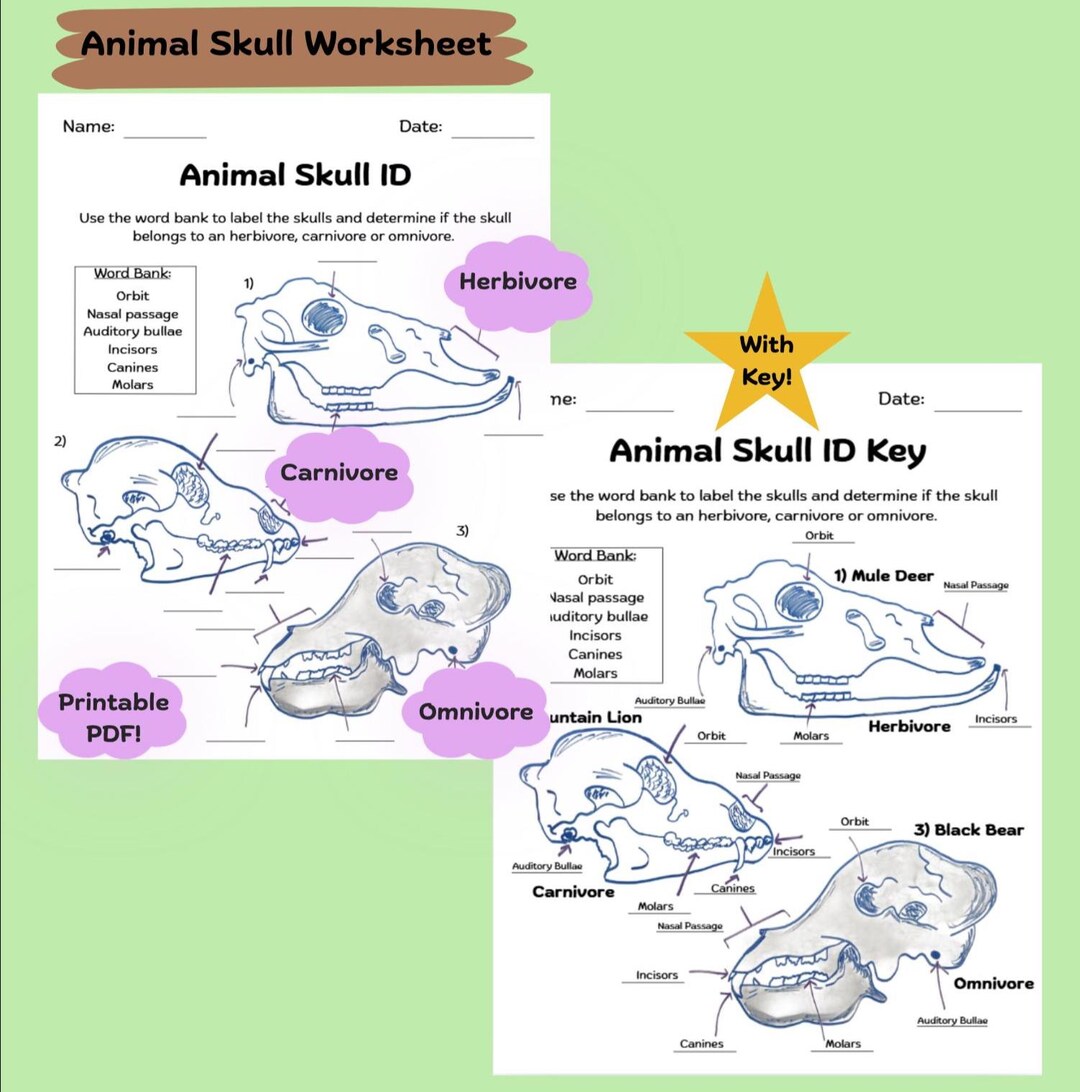 Animal Skull ID Worksheet Hand Drawn | Internal Structures | Herbivore ...