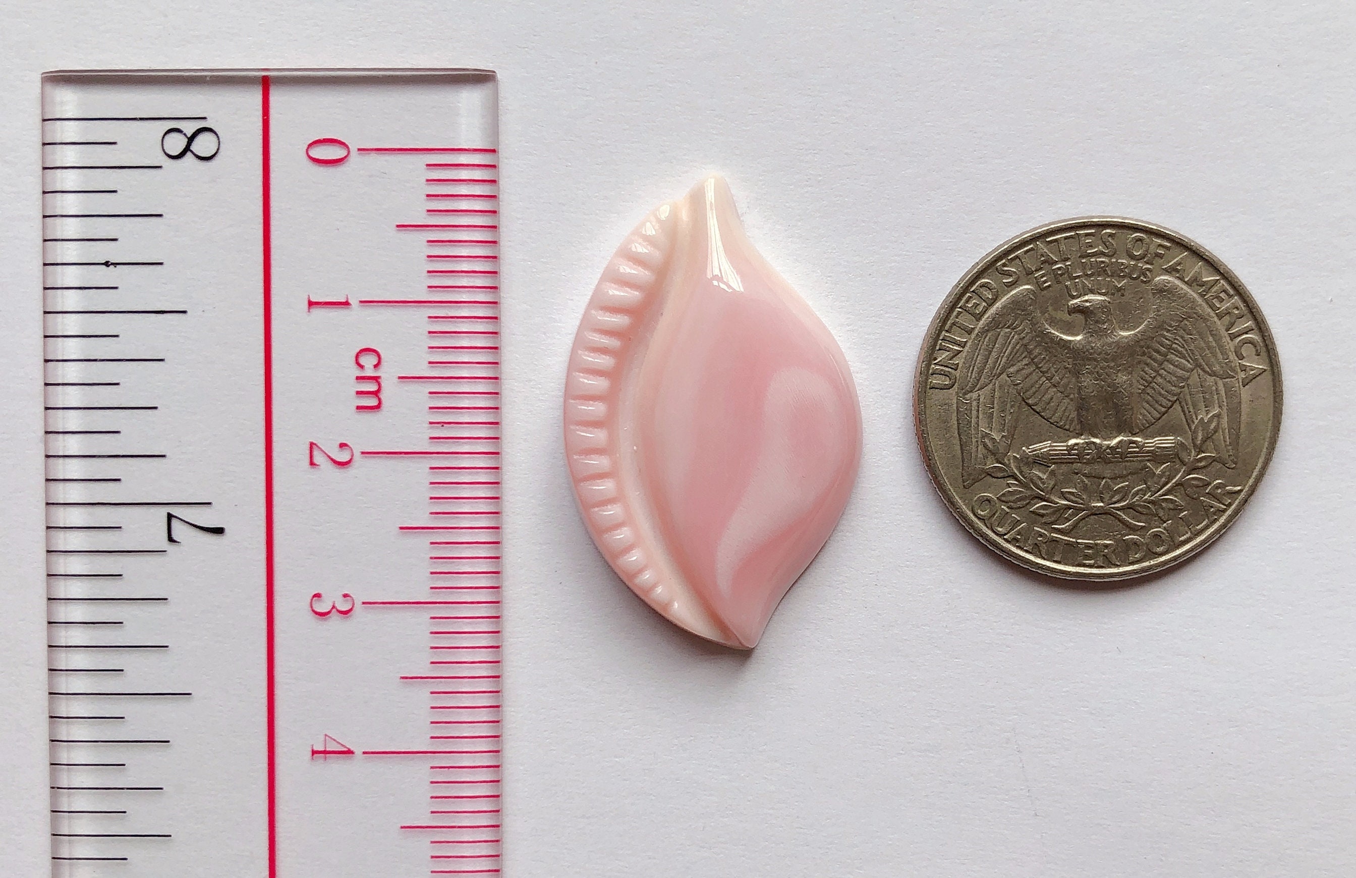 Pink Queen Conch Cowrie Shell Cabochon 20x30 Mm One Piece | Etsy