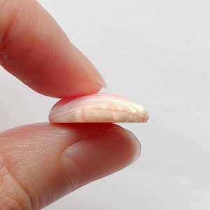 Pink Queen Conch Clamshell Clam Shell Cabochon 18x20 Mm or 14x15 Mm One ...