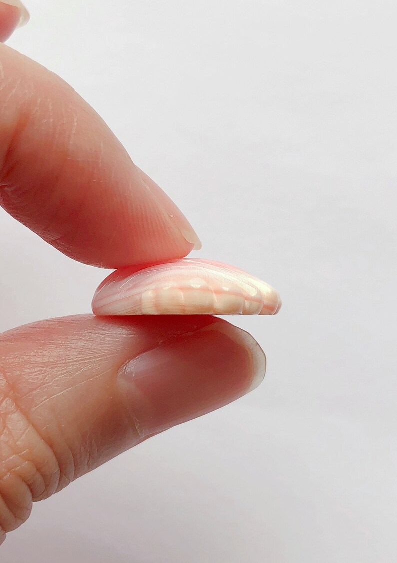 Pink Queen Conch Clamshell Clam Shell Cabochon 18x20 Mm or 14x15 Mm One ...