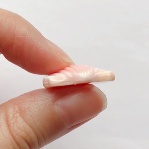 Pink Queen Conch Clamshell Clam Shell Cabochon 18x20 Mm or 14x15 Mm One ...