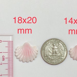 Pink Queen Conch Clamshell Clam Shell Cabochon 18x20 Mm or 14x15 Mm One ...