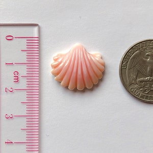 Pink Queen Conch Clamshell Clam Shell Cabochon 18x20 Mm One | Etsy