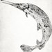 GAR Gyotaku Reproduction Print - Traditional Japanese Fish Art by ...