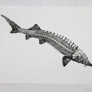 Japanese STURGEON - Reproduction on Handmade Washi - GYOTAKU Print ...