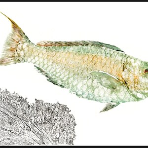 Hawaiian Uhu Parrotfish Color - Gyotaku Reproduction Print ...
