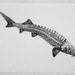 Japanese STURGEON - Reproduction on Handmade Washi - GYOTAKU Print ...