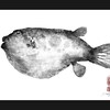 GAR Gyotaku Reproduction Print - Traditional Japanese Fish Art by ...