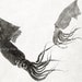 Magister Armhook SQUID (dosu Ika in Japanese) - GYOTAKU 13x19" Print ...