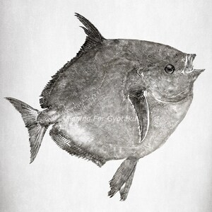 OPAH or MOONFISH (akamanbo in Japanese) - GYOTAKU Print - Traditional ...