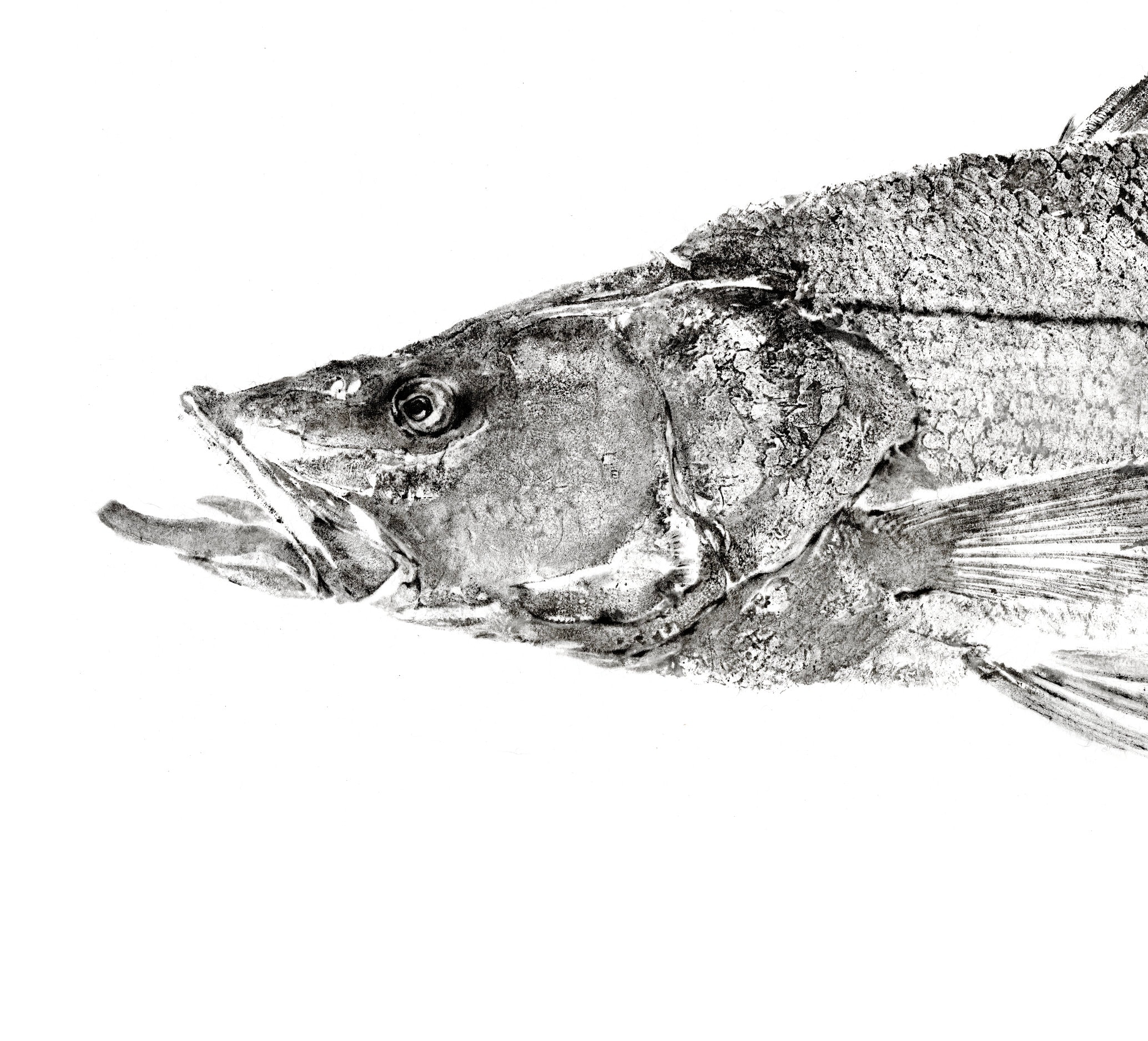 Snook robalo GYOTAKU Print Traditional Japanese Fish Art | Etsy