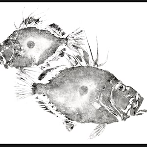 John Dory - St Pierre - Matoudai - Reproduction Gyotaku Print ...