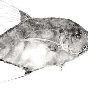 African Pompano (hawaiian Kagami) - GYOTAKU Print - Traditional ...