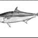 Yellowtail (kingfish) Hamachi - Gyotaku Reproduction Print ...