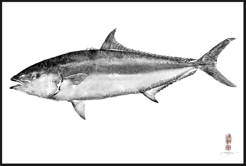 Yellowtail (kingfish) Hamachi - Gyotaku Reproduction Print ...