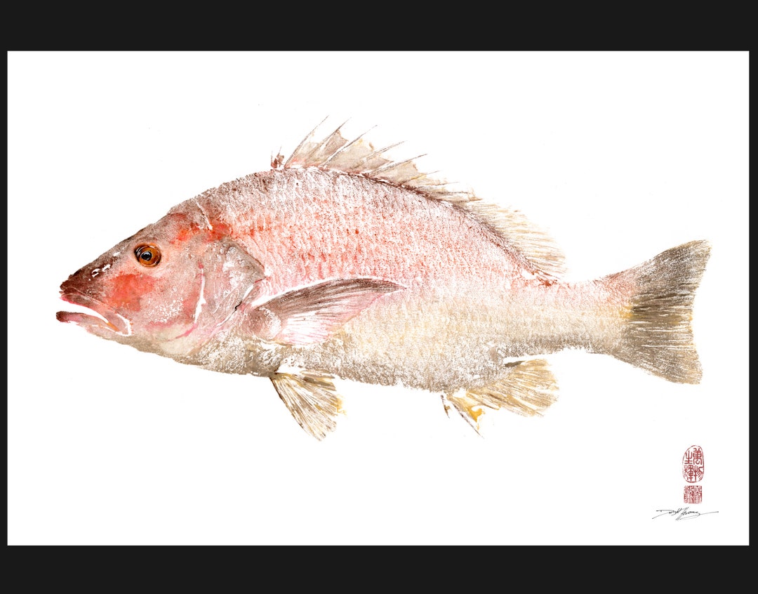 Yellow Pargo in Color - Snapper - Bream - Gyotaku Reproduction Print ...