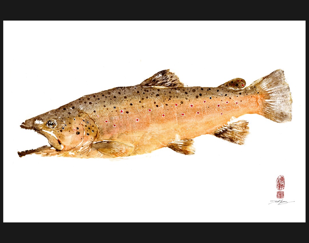 Brown Trout - Spawning Pattern Buck in Natural Colors - Reproduction ...