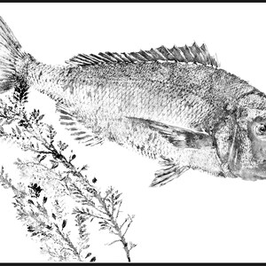 Red Snapper - Red Sea Bream - Madai With Kelp - Gyotaku Reproduction ...