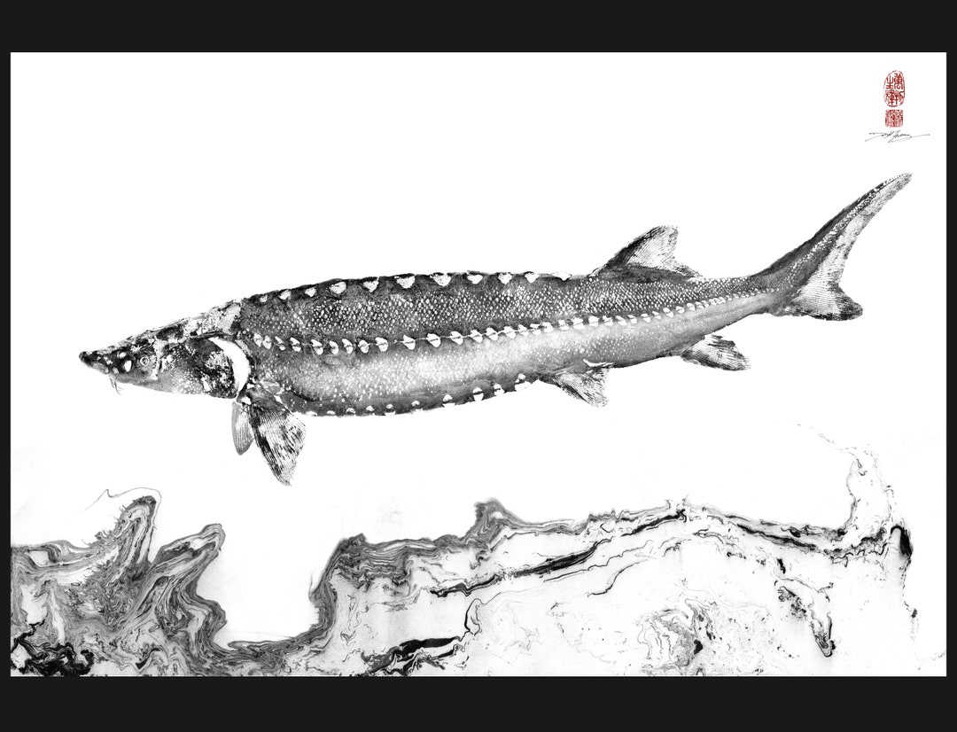 White Sturgeon - Suminagashi (chou-zame or Butterfly Shark ...