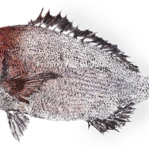 Red Sea Bream (Tai, Madai, or Shinkai Tai) - GYOTAKU print ...