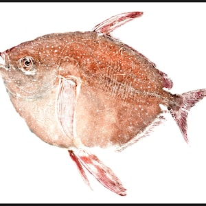 Deepwater Opah in Color Gyotaku Reproduction Print Traditional Fish Art ...