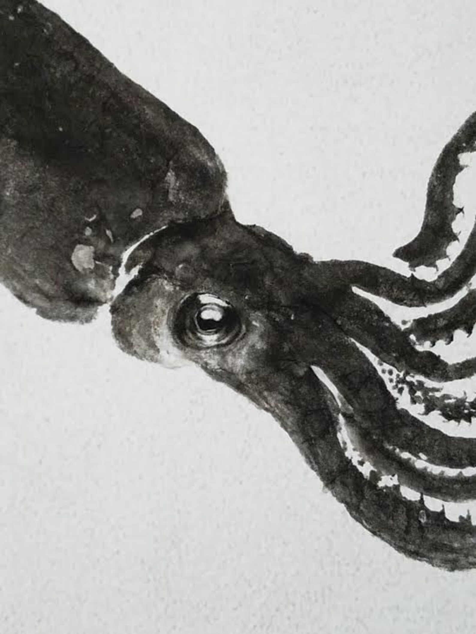 Magister Armhook SQUID (dosu Ika in Japanese) - GYOTAKU 13x19" Print ...