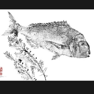Red Snapper - Red Sea Bream - Madai With Kelp - Gyotaku Reproduction ...