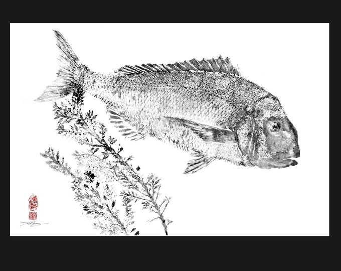 Red Snapper - Red Sea Bream - Madai With Kelp - Gyotaku Reproduction ...