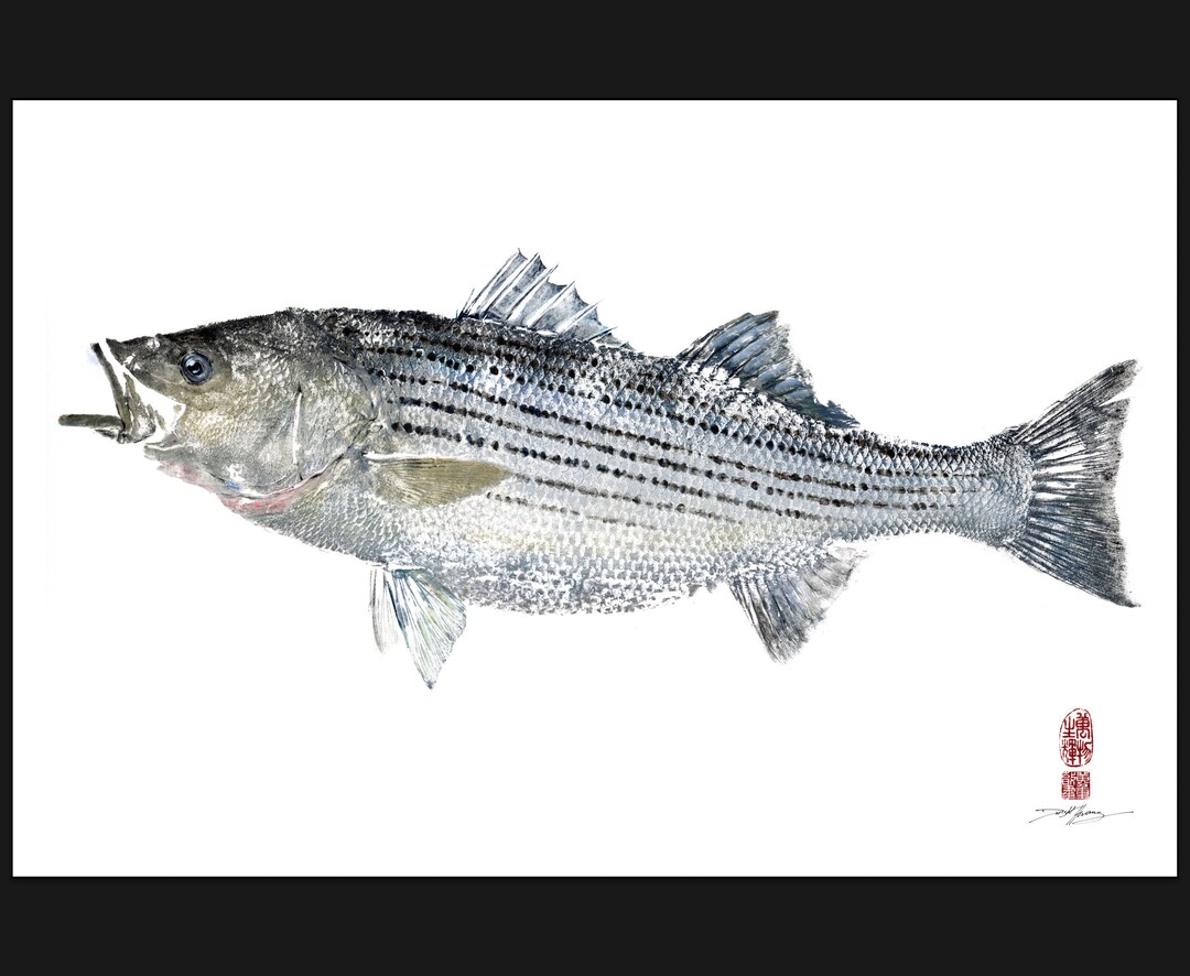 Striped Bass Color - GYOTAKU Print - Traditional Japanese Fish Art by ...