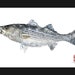Striped Bass Color - GYOTAKU Print - Traditional Japanese Fish Art by ...