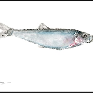 Herring - Sardine - Gyotaku Reproduction Print - Traditional Fish Art ...
