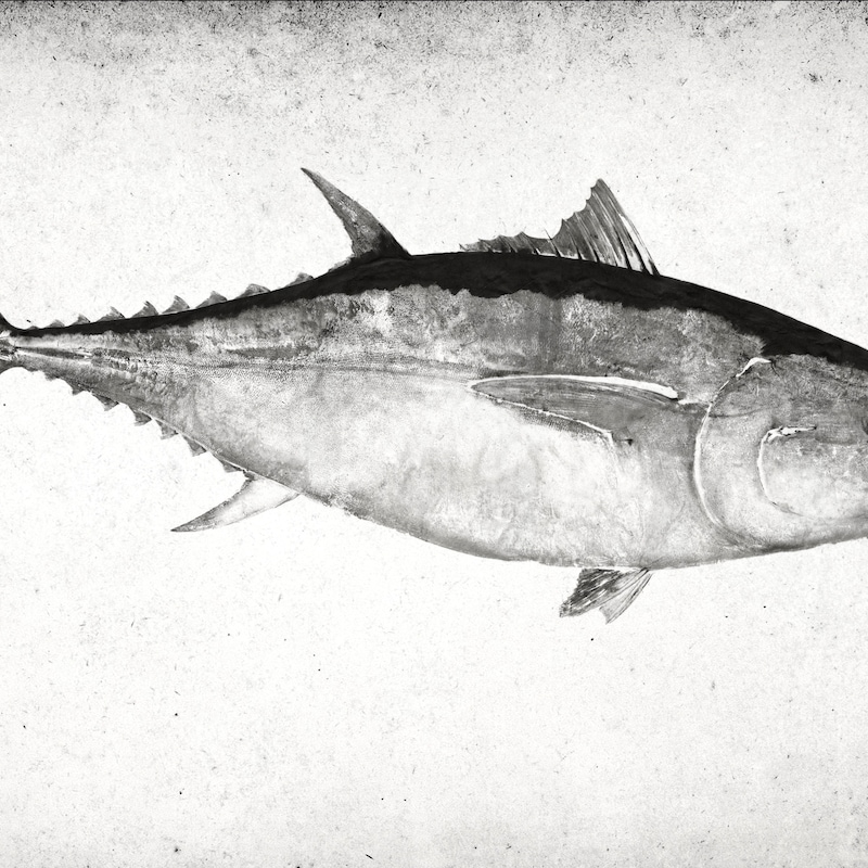 Gyotaku Fish Print - Etsy