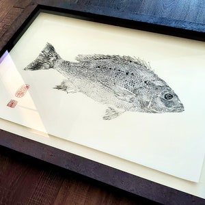 Single Japanese Butterfly Koi - Gyotaku Giclee Print - Traditional ...