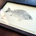 Single Japanese Butterfly Koi - Gyotaku Giclee Print - Traditional ...
