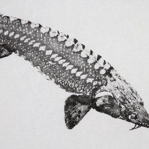 Japanese STURGEON - Reproduction on Handmade Washi - GYOTAKU Print ...