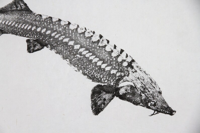 Japanese STURGEON Reproduction on Handmade Washi GYOTAKU - Etsy